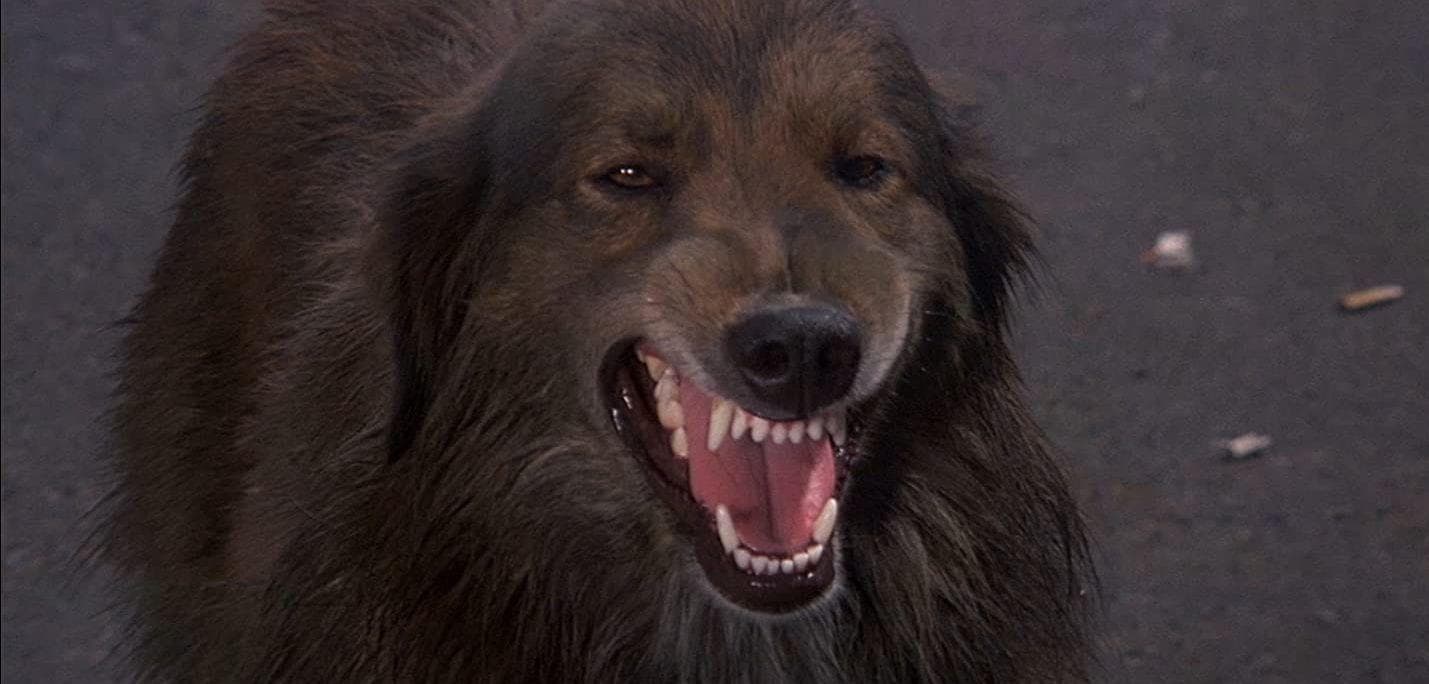 The Most Demonic Dogs From Movies, Ranked