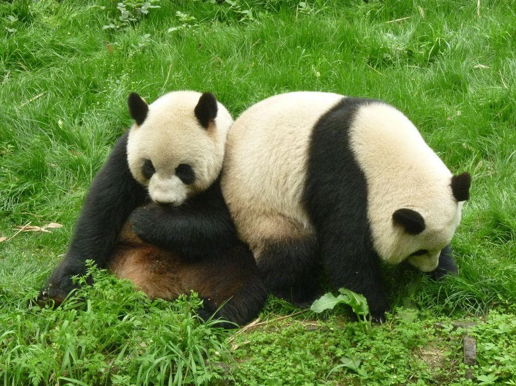 Animal Islands | Vacation Spots for Animal Lovers