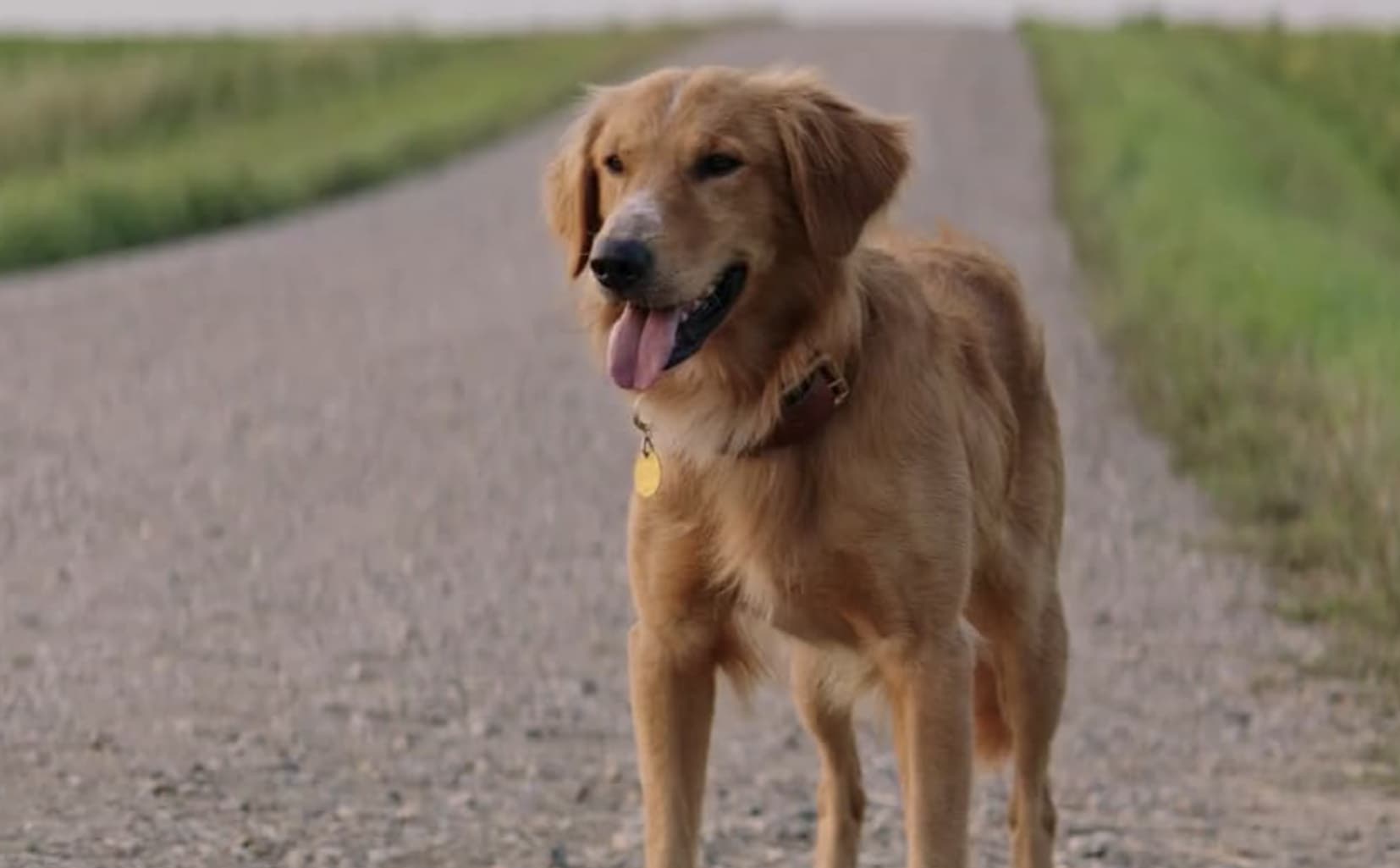 The 13 Best Movies & Shows With Golden Retrievers, Ranked
