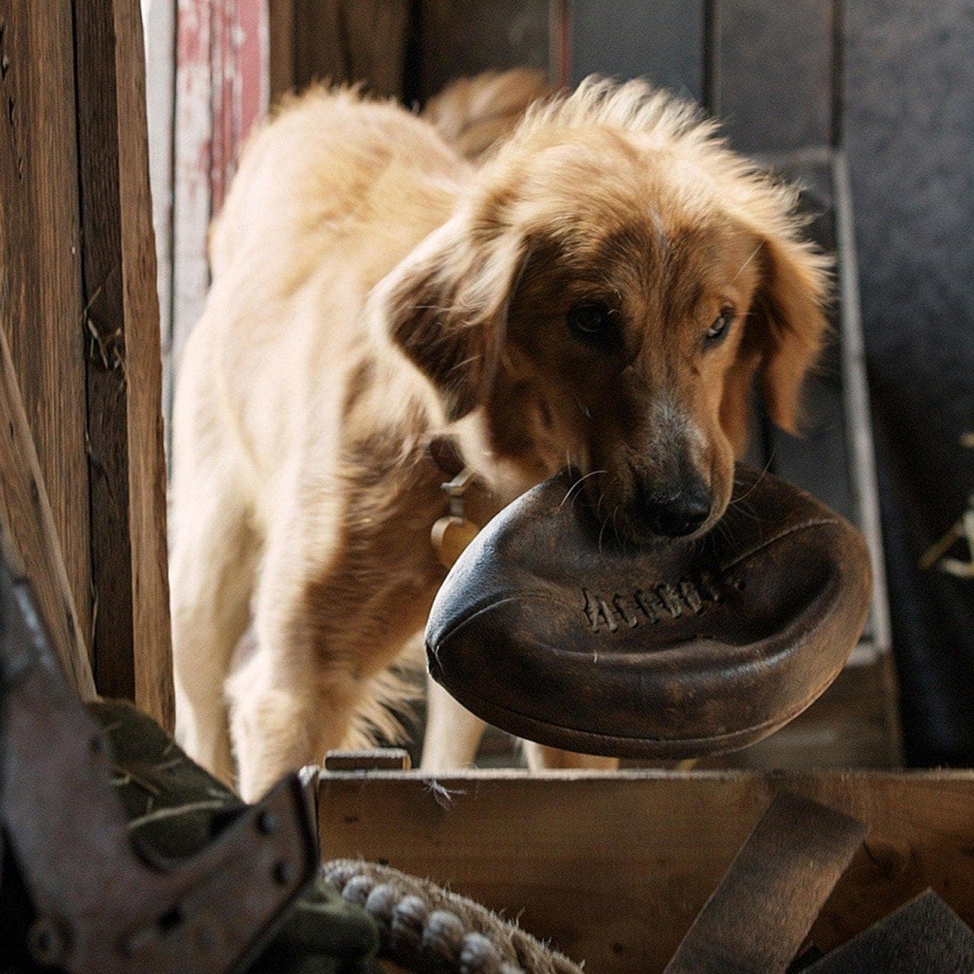 The 40+ Best Movies About Talking Dogs, Ranked By Fans