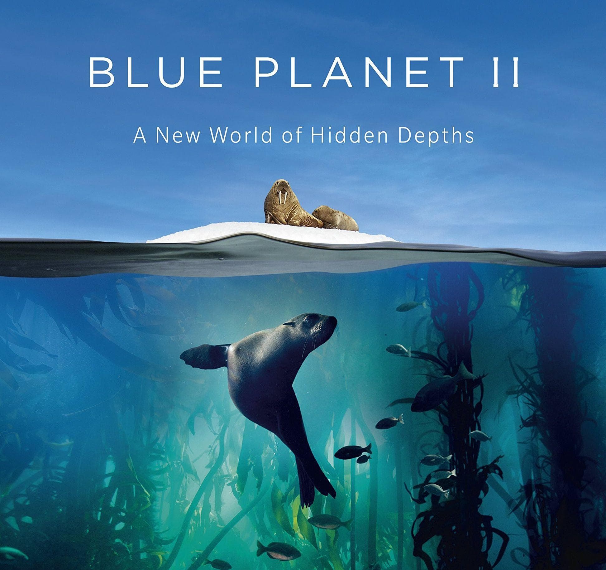 The Best Ocean Documentaries & Whale Docuseries, Ranked