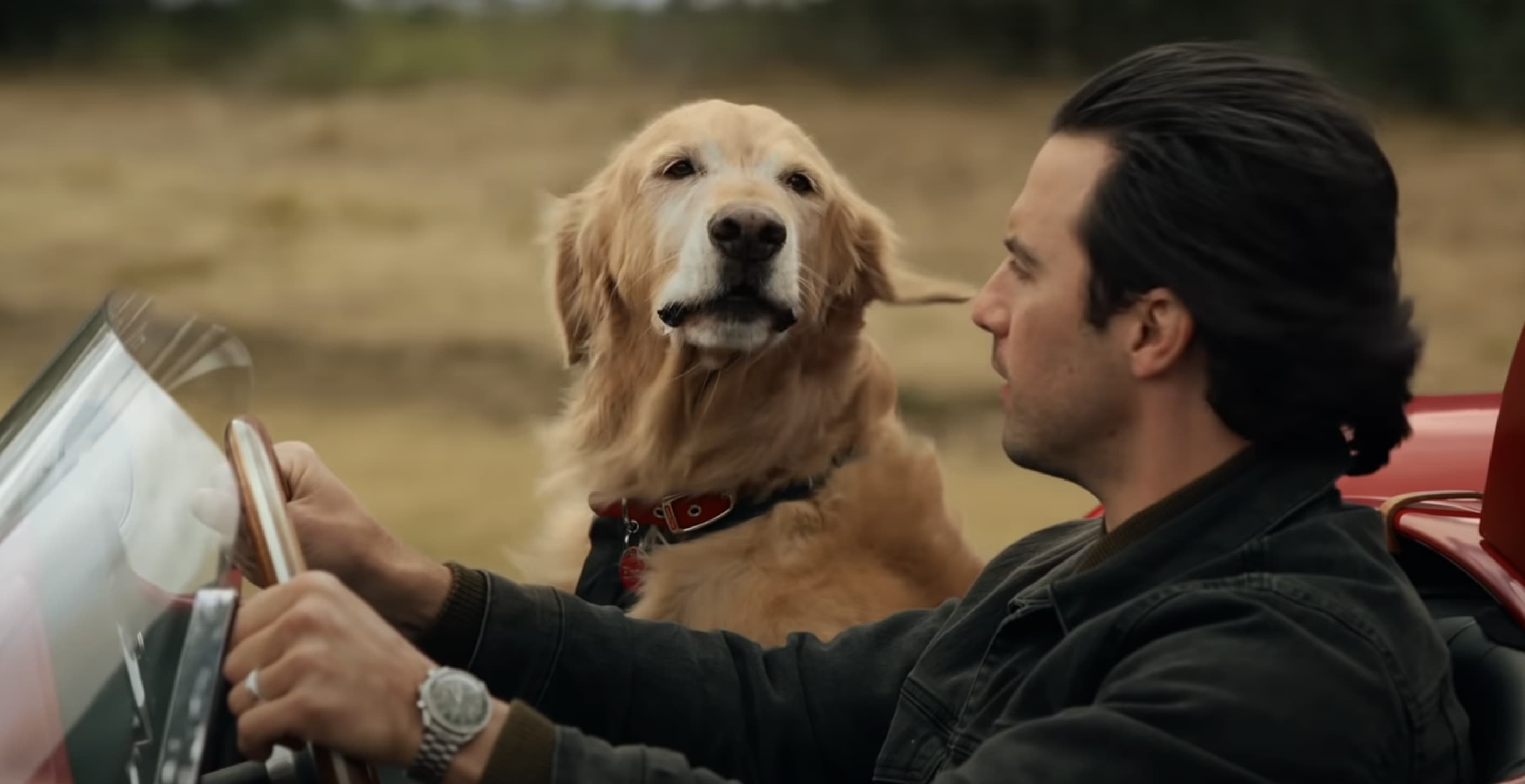 The 13 Best Golden Retriever Movies And Shows, Ranked