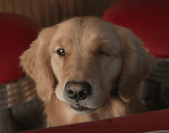 The 13 Best Movies & Shows With Golden Retrievers, Ranked