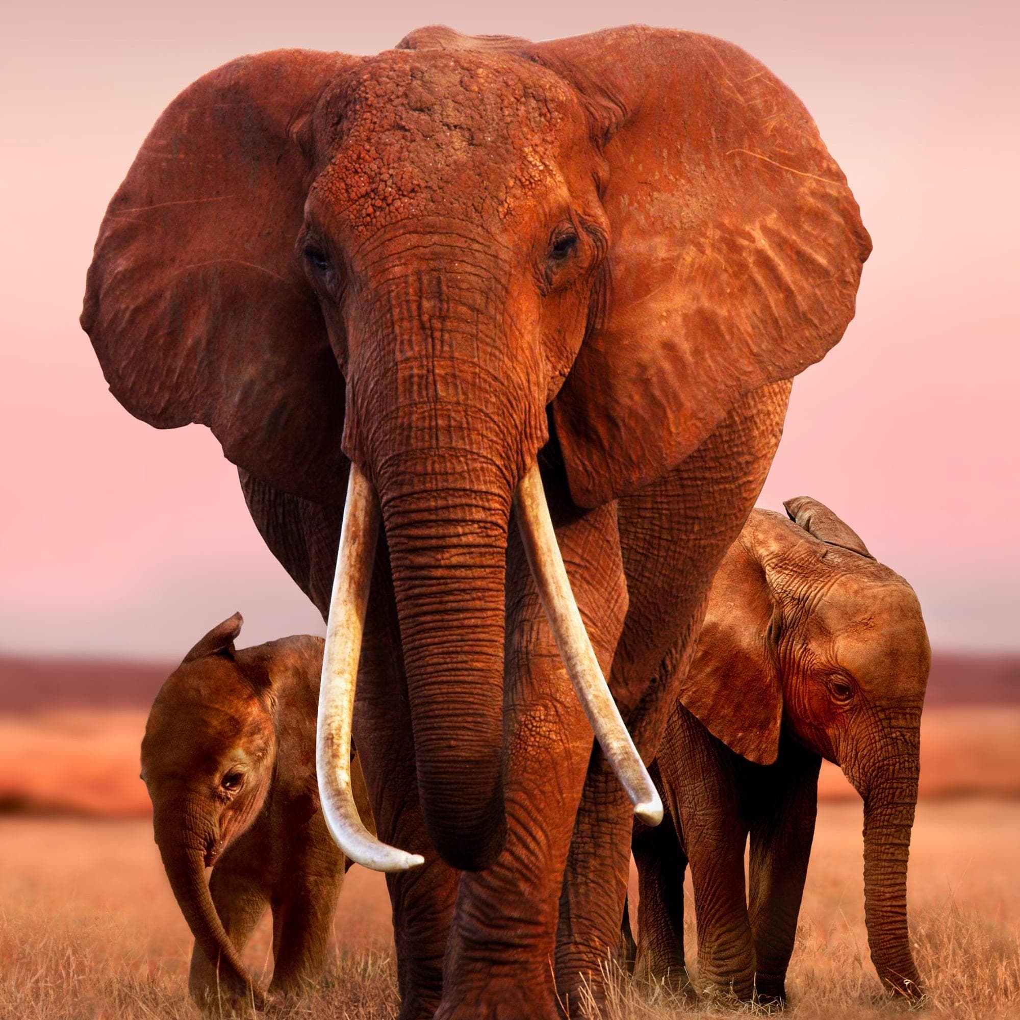 The 15 Best Documentaries For Kids, Ranked