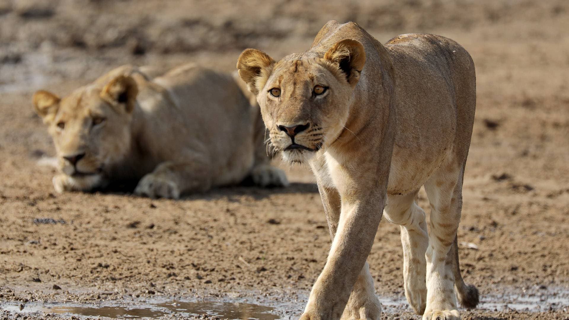 The 15 Best Cat Documentaries, Ranked By Viewers