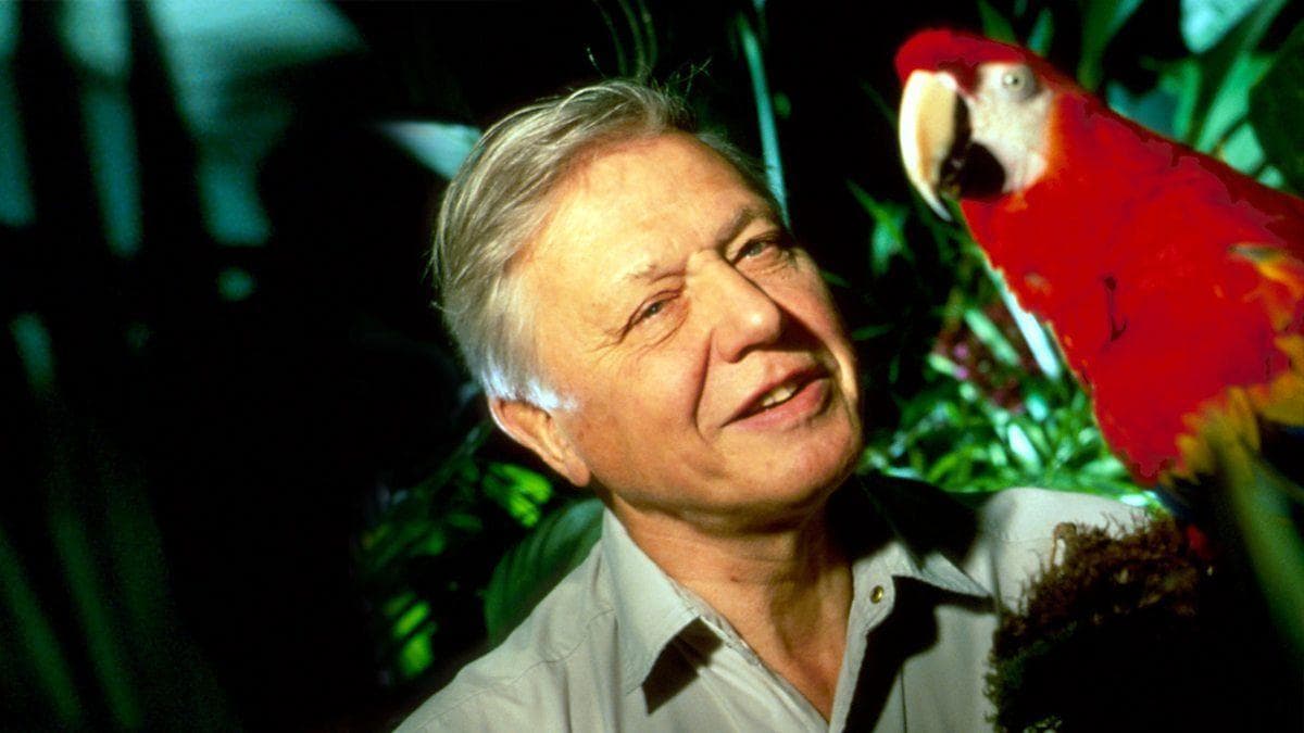 The 15 Best Documentaries With David Attenborough, Ranked