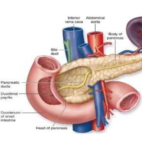 List of Endocrine Disorders | Thyroid & Endocrine System Diseases