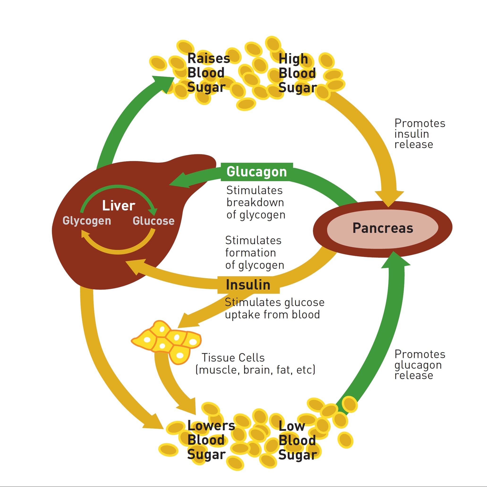 Endocrine System Diseases List
