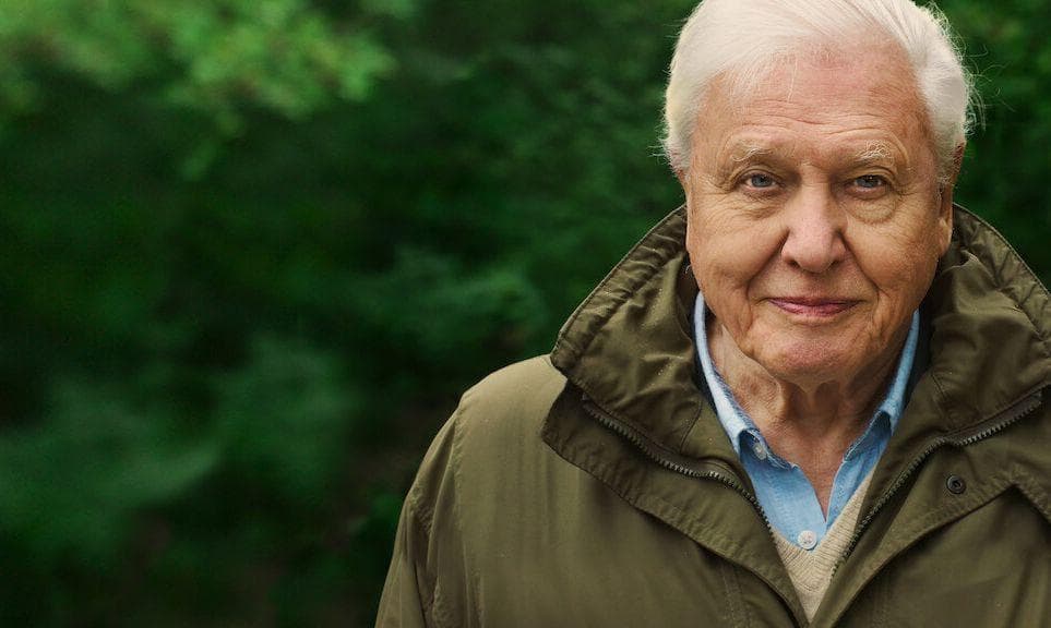The 15 Best Documentaries With David Attenborough, Ranked