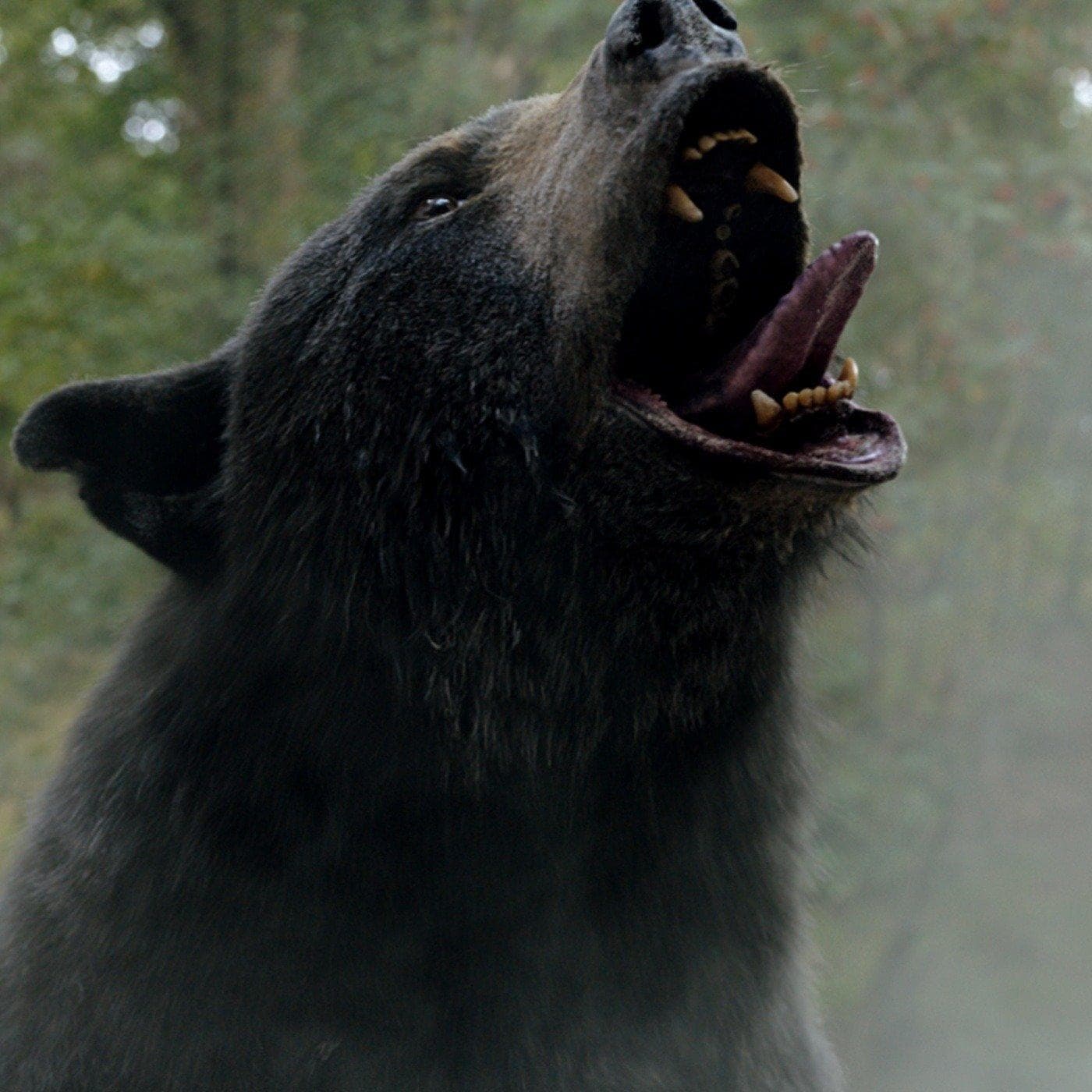 The 25 Best Movies Like 'Winnie the Pooh: Blood and Honey', Ranked By Fans