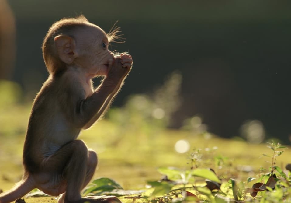 The 15 Best Documentaries For Kids, Ranked