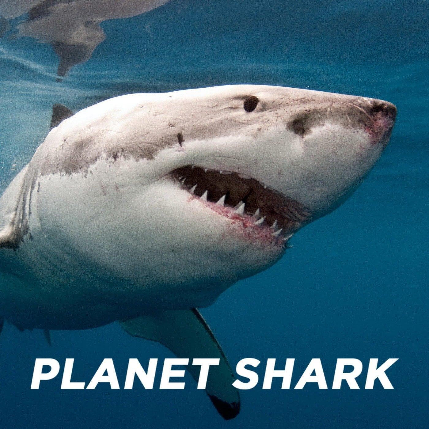 The Best Ocean Documentaries & Whale Docuseries, Ranked