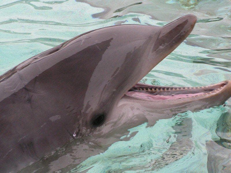 20 Super Creepy Animal Facts That Are Actually Pretty Upsetting