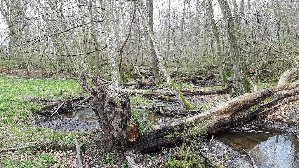 The Strangest Divination Methods That Put Tarot Cards to Shame