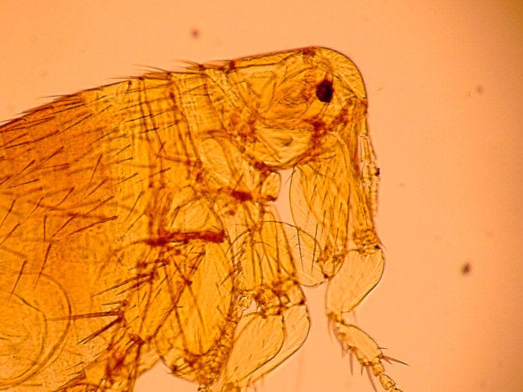 All Of The Flesh Eating Insects That Make Our Skin Crawl