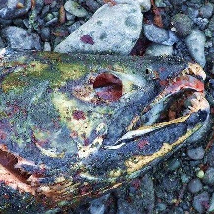 9 Disgusting Culinary Delicacies From Around the World