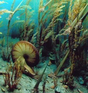 5 Mass Extinctions | Mass Extinction Timeline List