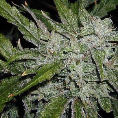 Random Greatest Sativa Strains | Best Random Tools
