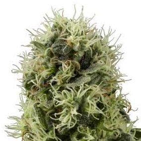 Random Greatest Sativa Strains | Best Random Tools