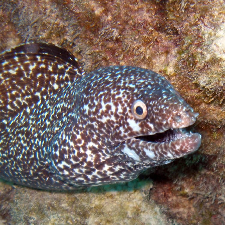 The Most Beautiful Eel In The World