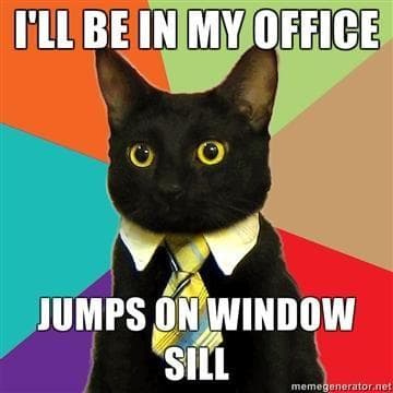 Business Cat Meme | List of Funny Business Cats
