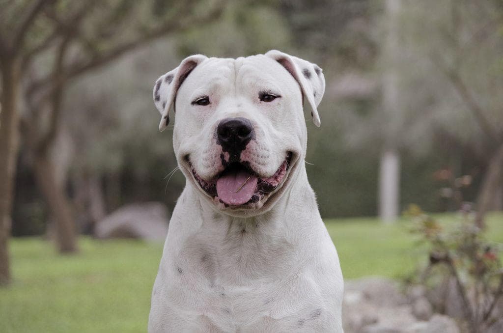 A List of Cute Mixed & Hybrid Breed Dogs