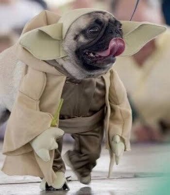Animals in Star Wars Costumes: Photo List of Star Wars Dogs and Cats