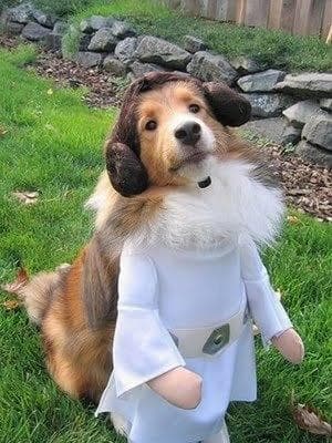 Animals in Star Wars Costumes: Photo List of Star Wars Dogs and Cats