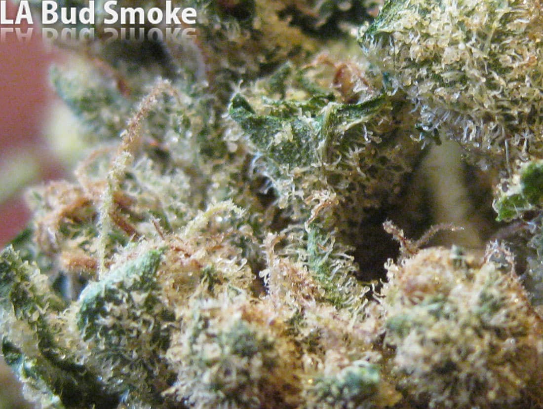 Random Greatest Sativa Strains | Best Random Tools