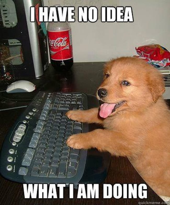 25 Animal Memes For A Work Day