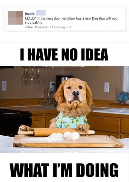 I Have No Idea What I'm Doing Meme | List of Science Dog Memes