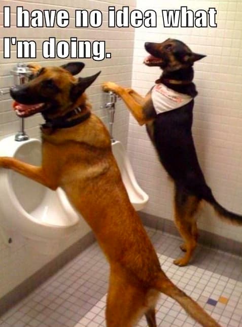 I Have No Idea What I'm Doing Meme | List of Science Dog Memes