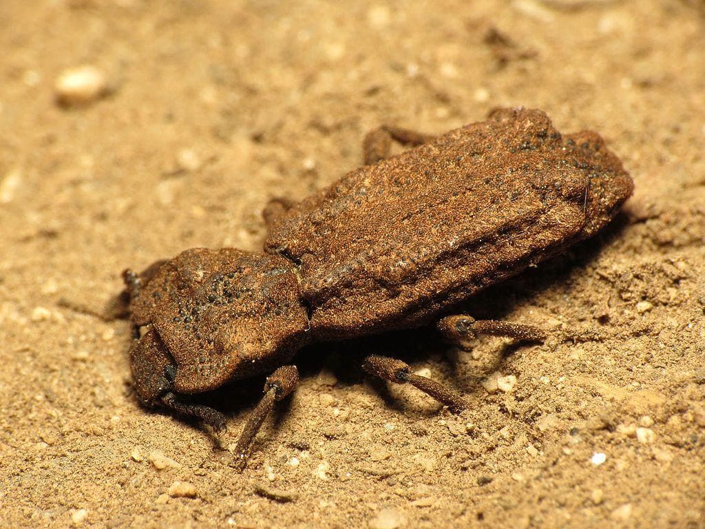 10 Amazing Insect Defensive Tactics | Best Insect Defense Mechanisms