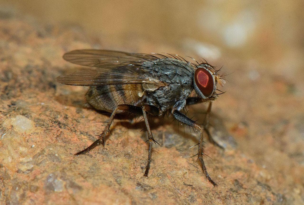 10 Amazing Insect Defensive Tactics | Best Insect Defense Mechanisms