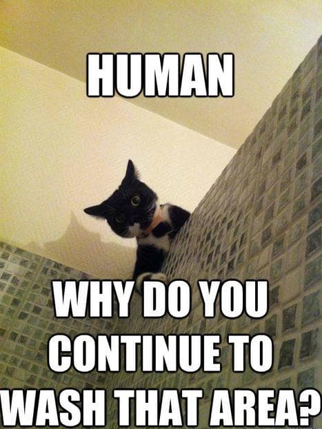 The Very Best of Incredulous Cat Meme