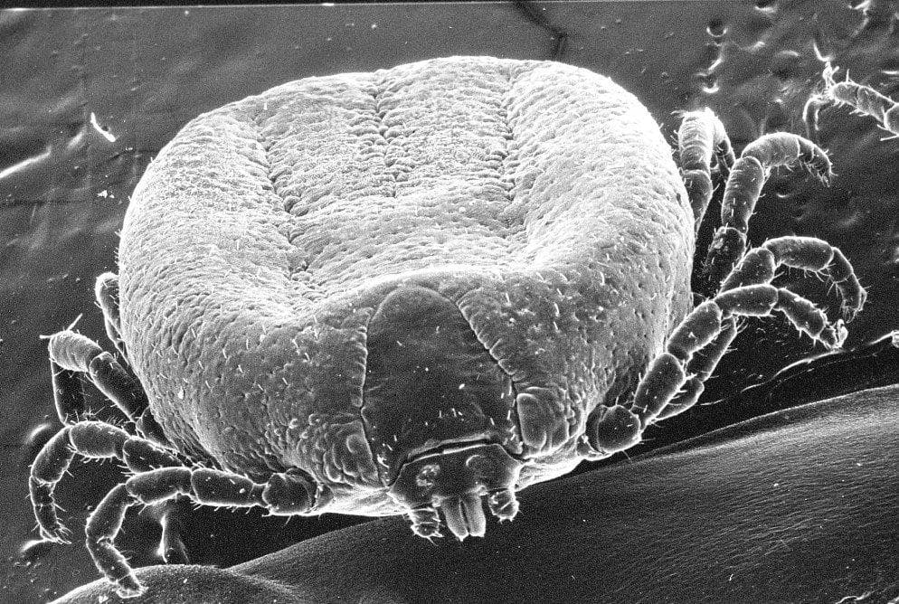 Gross Bugs | Scariest Bugs List