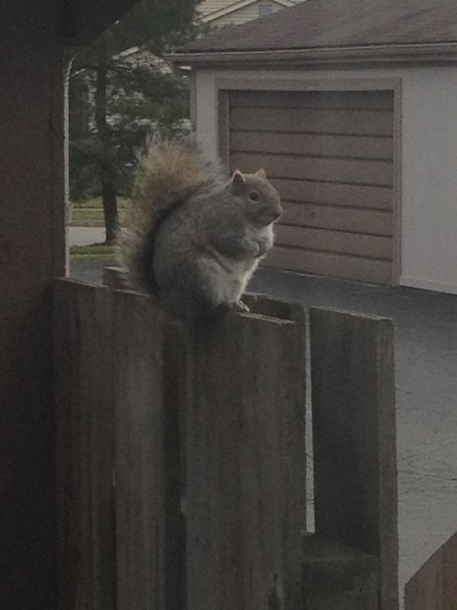 The 50 Fattest Animals in Internet History, Ranked