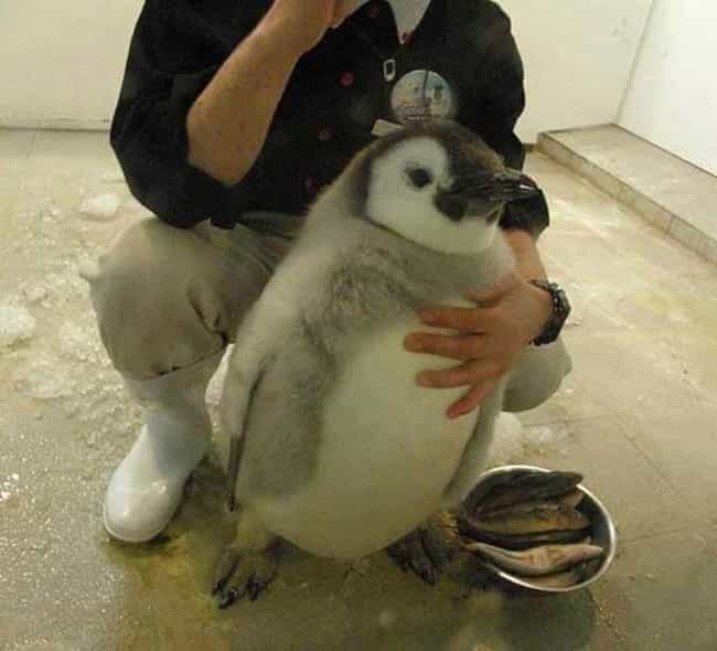 Fat Animals | The 50 Best Pictures of Obese Animals (Cute) Fat Animals | The 50 Best Pictures of Obese Animals (Cute)