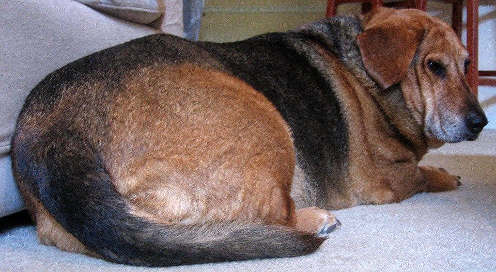 The 50 Fattest Animals in Internet History, Ranked