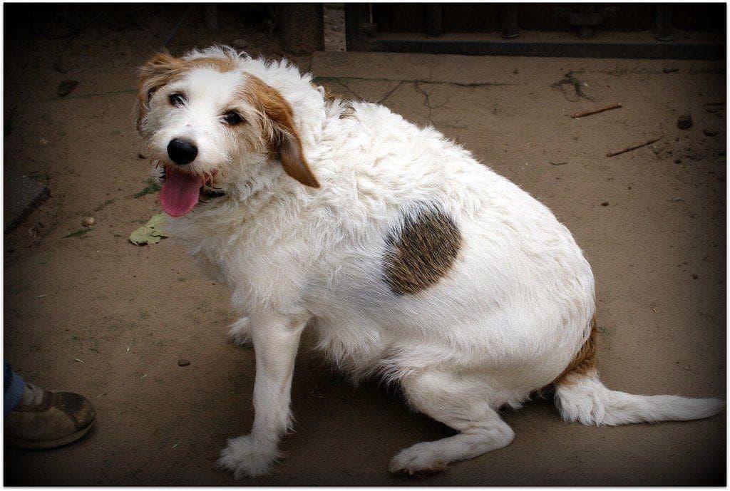 The 50 Fattest Animals in Internet History, Ranked