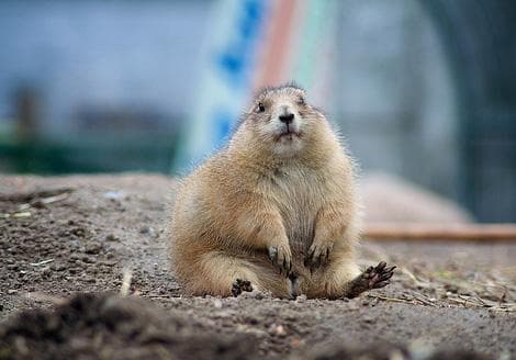 The 50 Fattest Animals in Internet History, Ranked