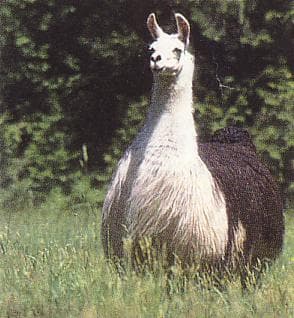 The 50 Fattest Animals in Internet History, Ranked