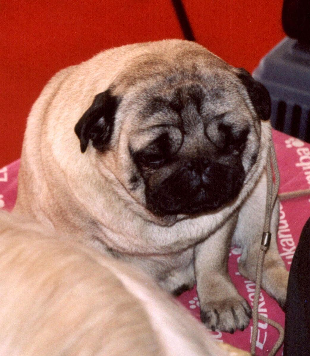 The 50 Fattest Animals in Internet History, Ranked