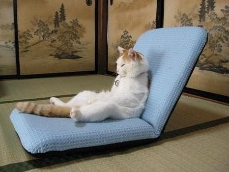 The Best Pictures of Animals Sitting Like Humans