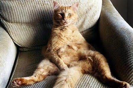 The Best Pictures of Animals Sitting Like Humans