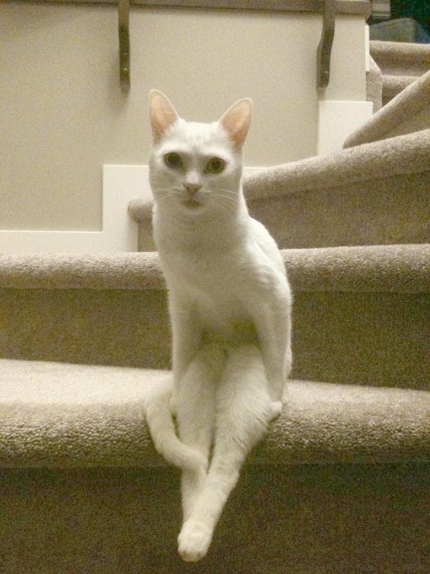 The Best Pictures of Animals Sitting Like Humans