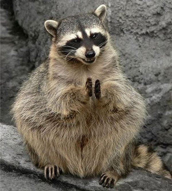 The Best Pictures of Animals Sitting Like Humans