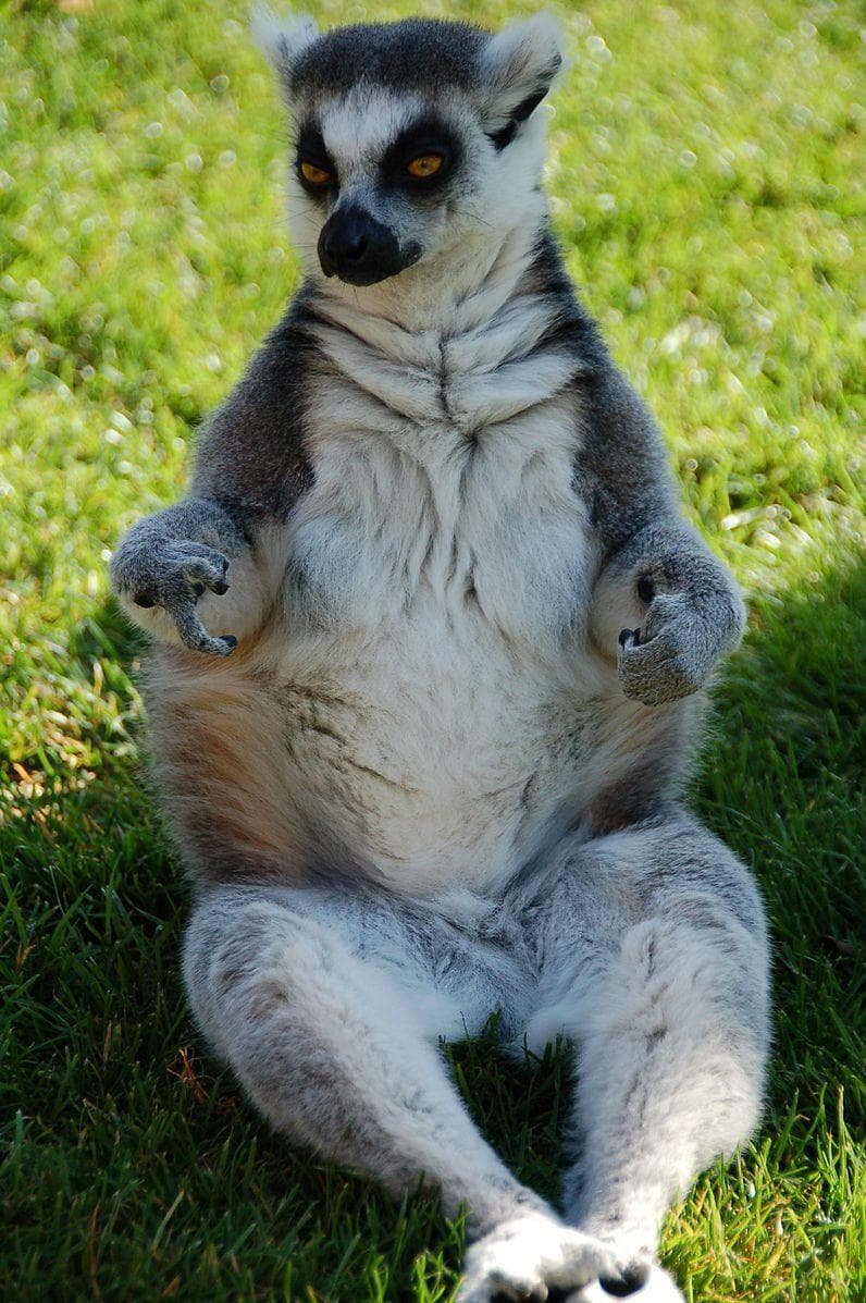 The Best Pictures of Animals Sitting Like Humans