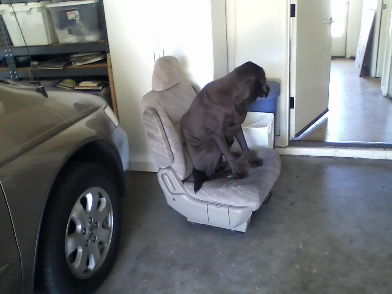 The Best Pictures of Animals Sitting Like Humans