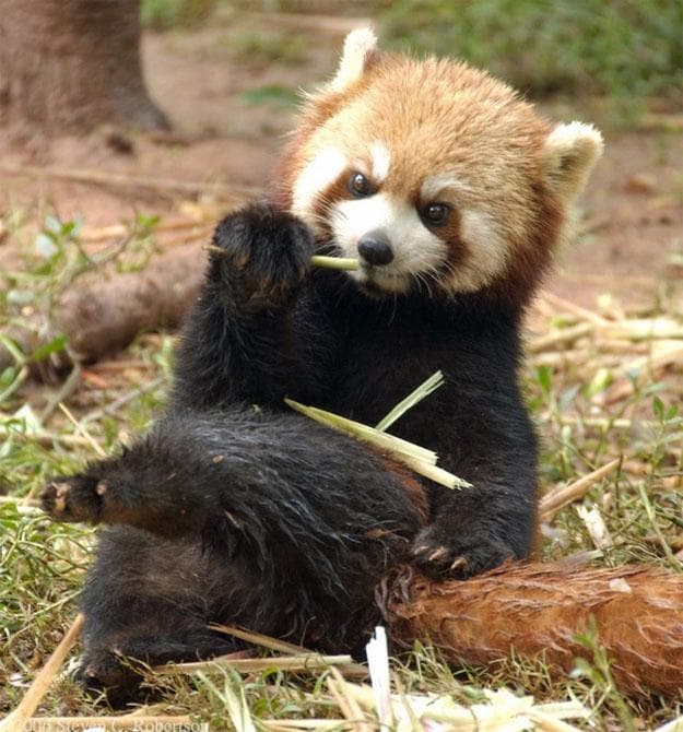 The Best Pictures of Animals Sitting Like Humans